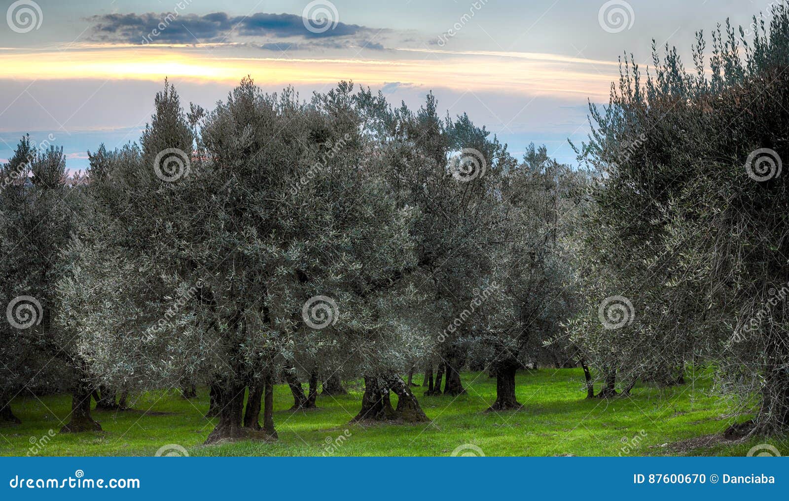 Tuscan Olive Trees and Landscape Fields in the Area of Florence Stock ...