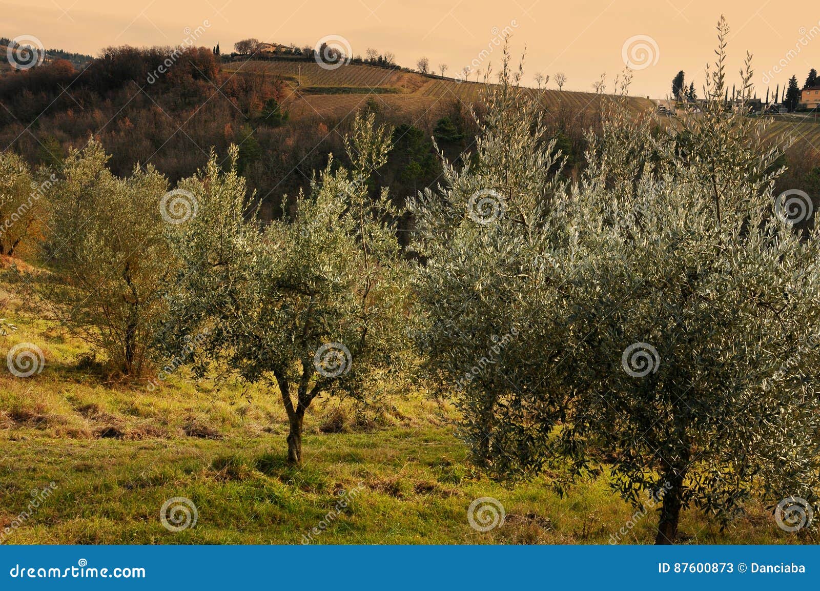 Tuscan Olive Trees and Landscape Fields in the Area of Florence Stock ...