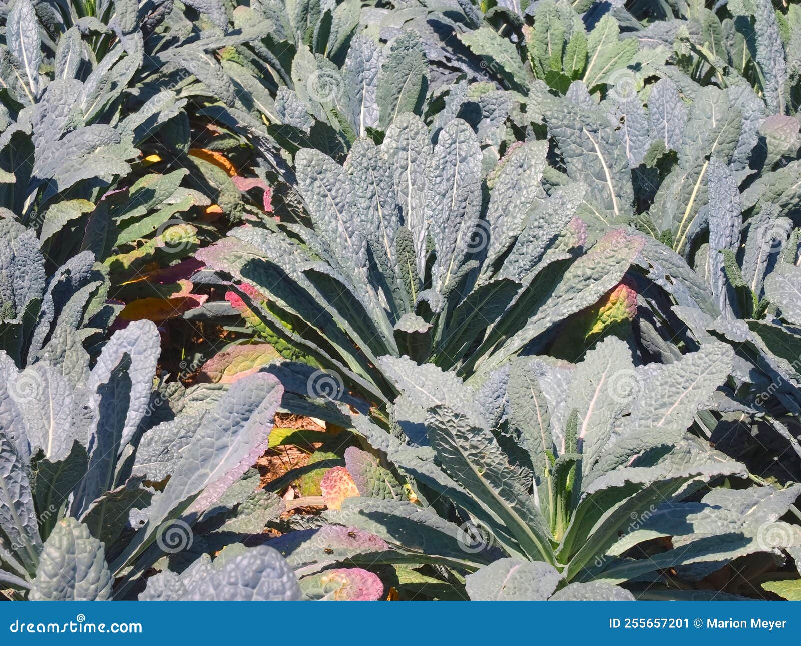 Tuscan Palm Cabbage Brassica Oleracea in a Field in a Garden Stock ...