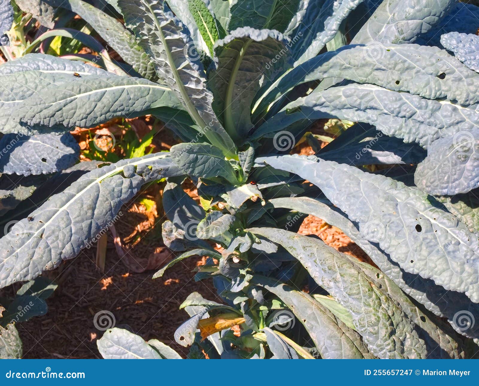 Tuscan Palm Cabbage Brassica Oleracea in a Field in a Garden Stock ...