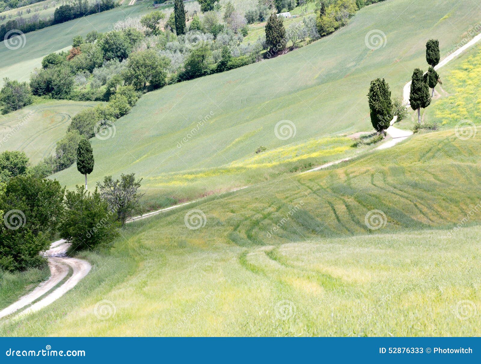 Tuscan Road And Cypress Trees Stock Image Image Of Pasture Lane 52876333