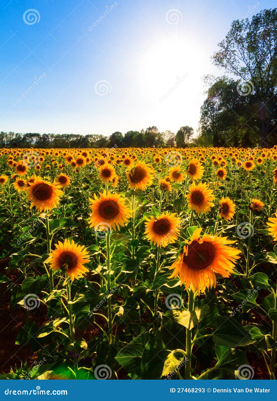 Tuscan sunflowers stock image. Image of colorful, beauty - 27468293