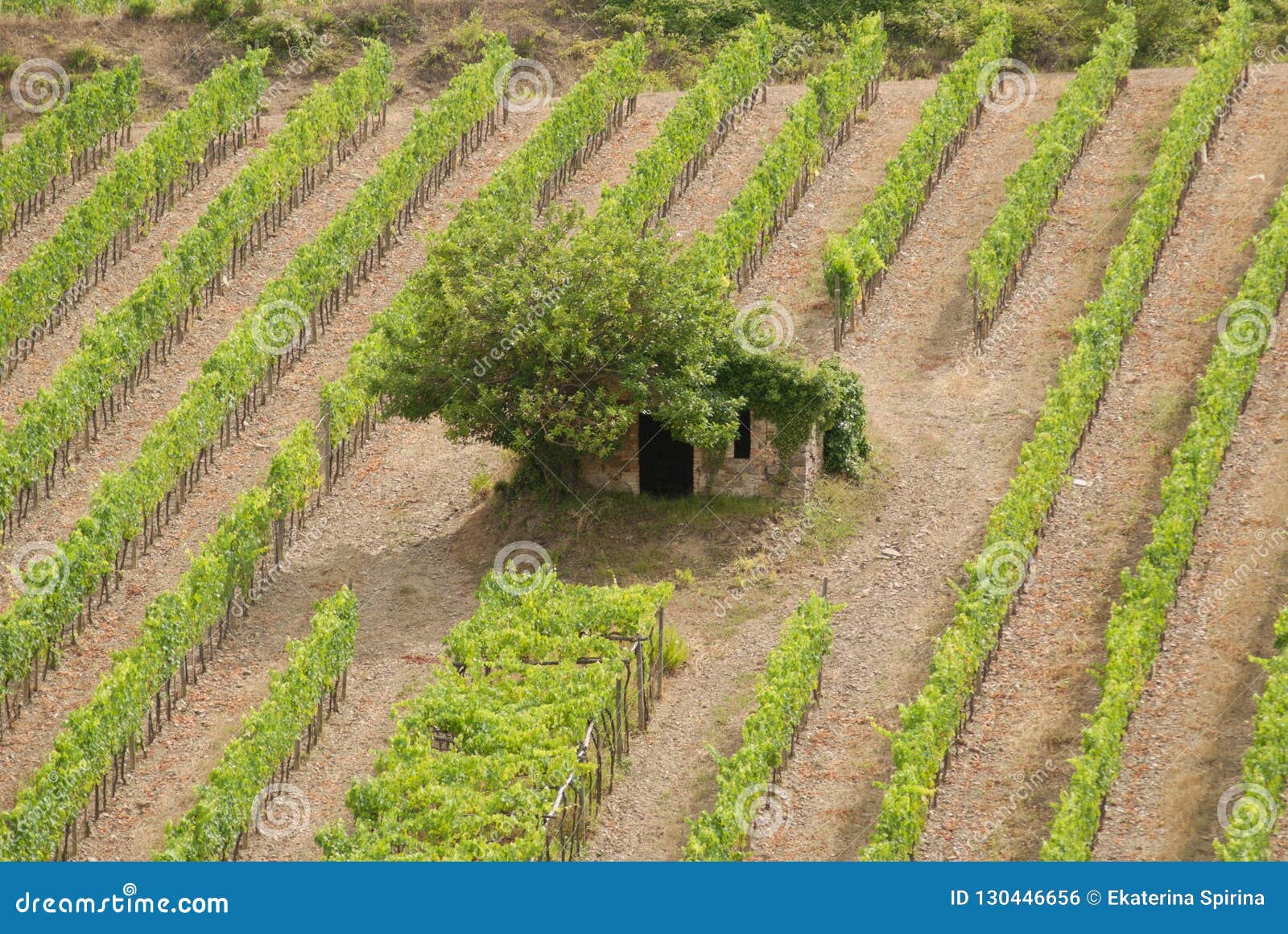 Tuscan Vineyard with Small House. Stock Photo - Image of season ...