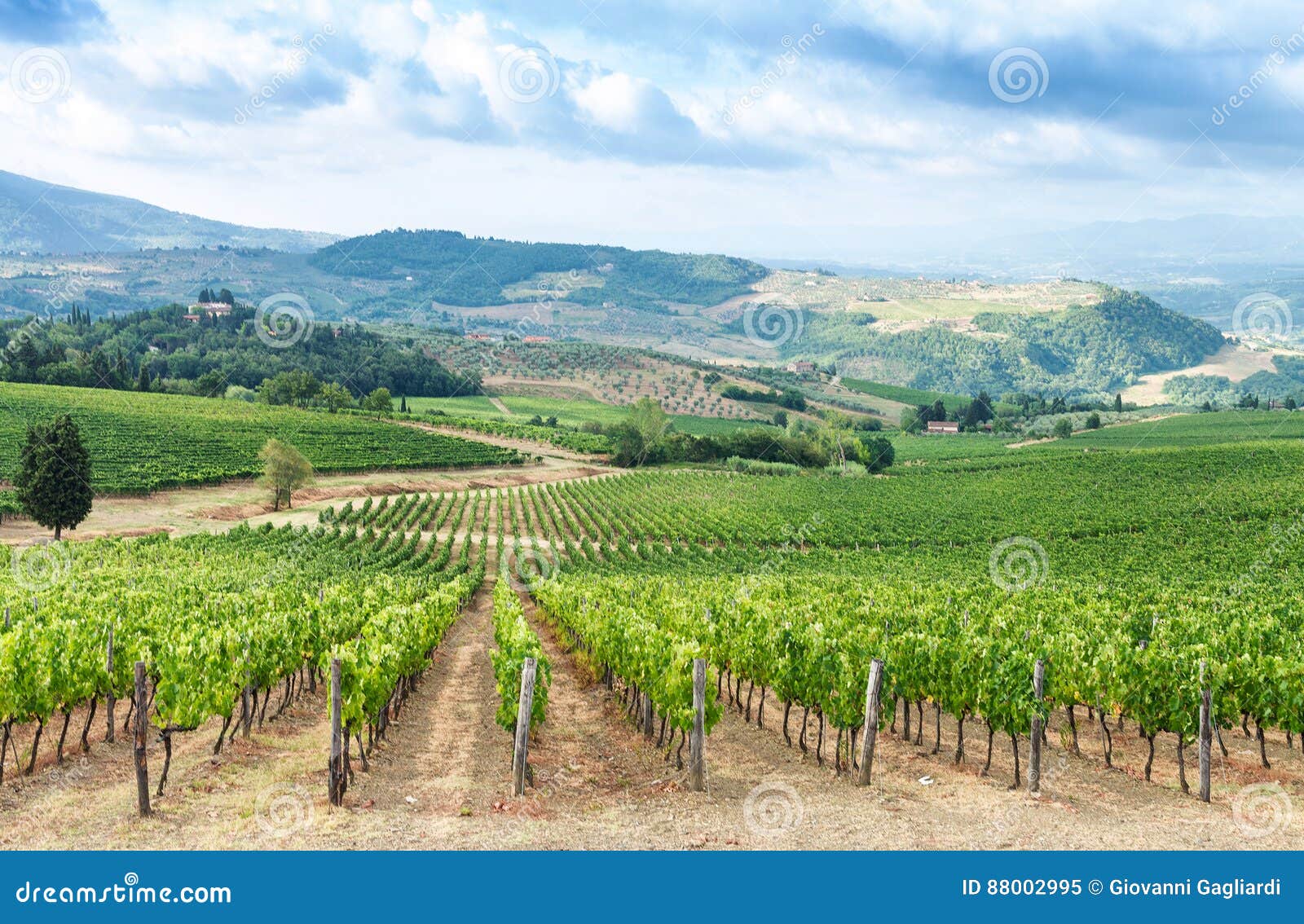 Tuscan Vineyard in Summer Season Stock Image - Image of italy, light ...