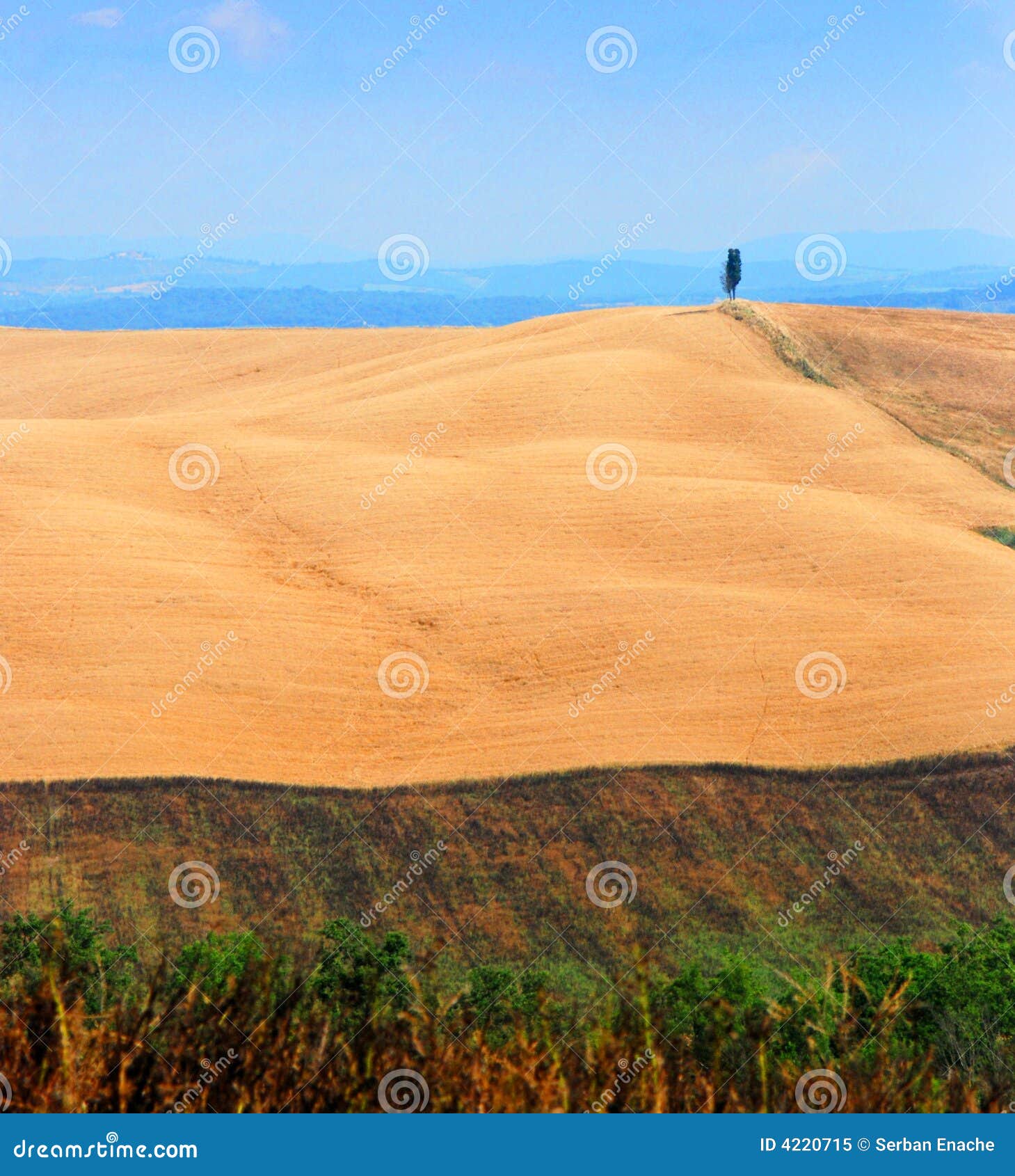 Tuscan wheat field stock image. Image of agricultural - 4220715