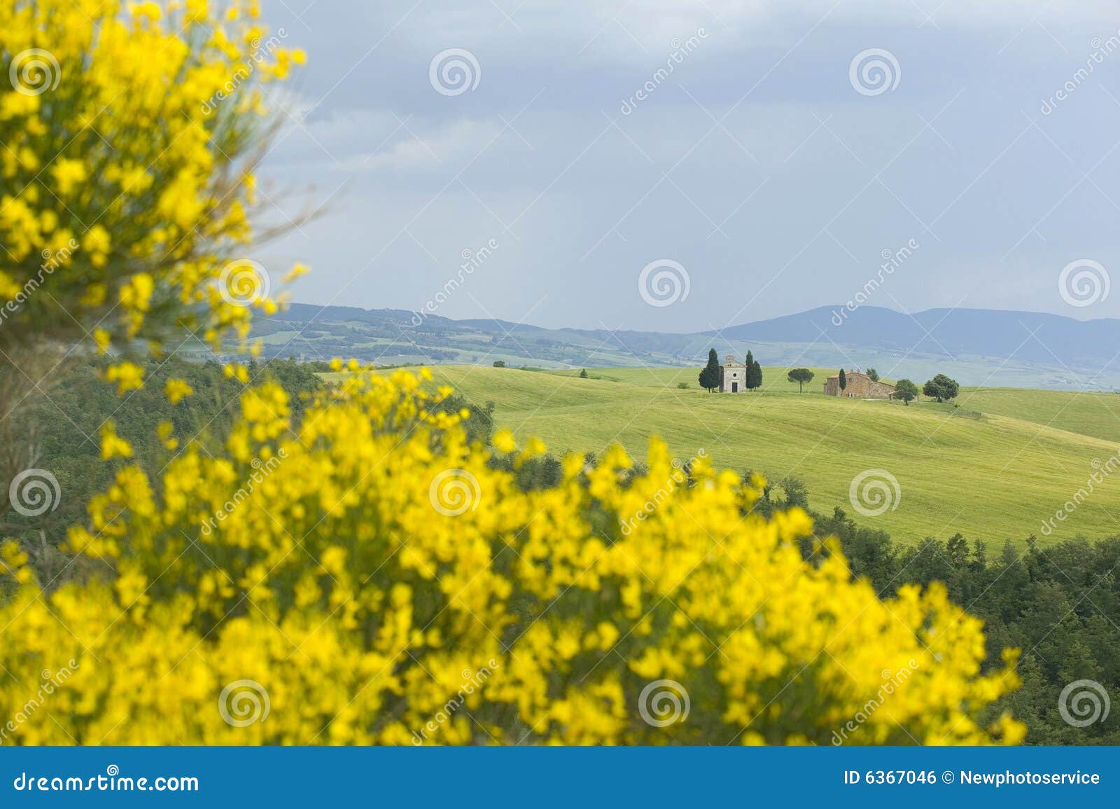 TUSCANY Countryside, Blooming Bush Stock Photo - Image of italy, green ...