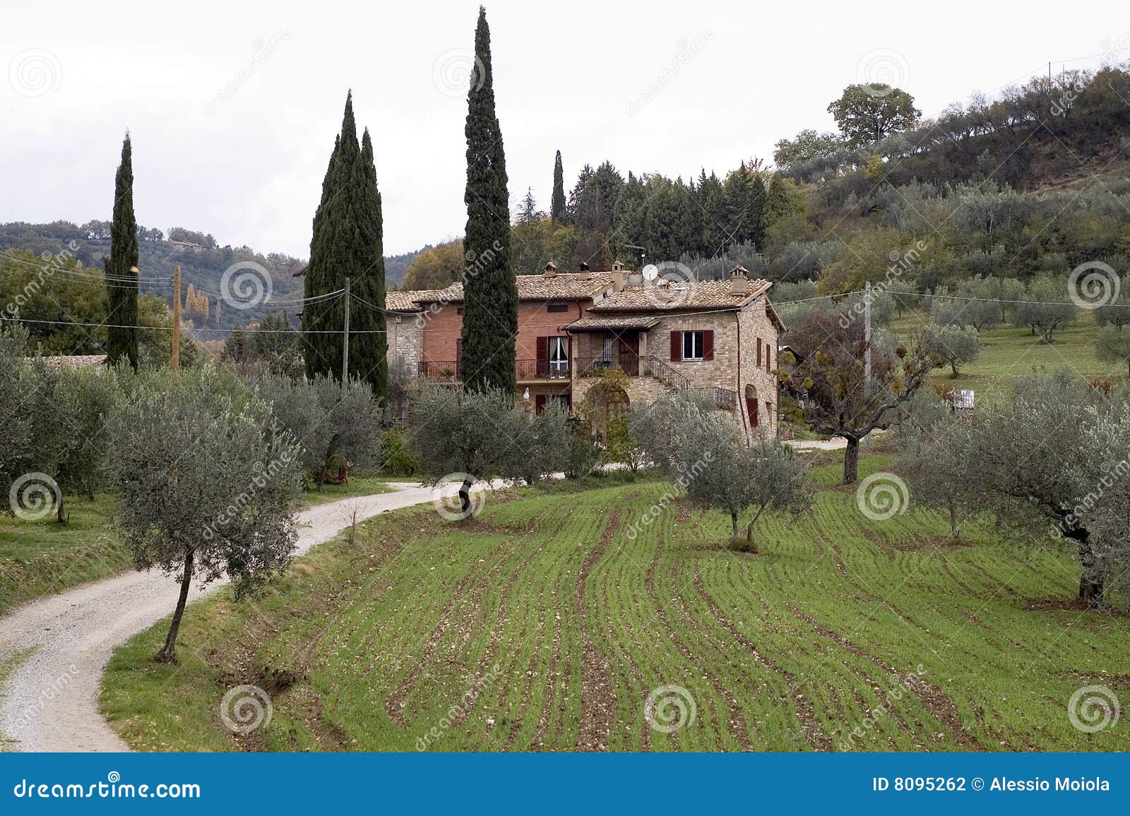 Tuscany farm - Italy stock photo. Image of pine, tree - 8095262