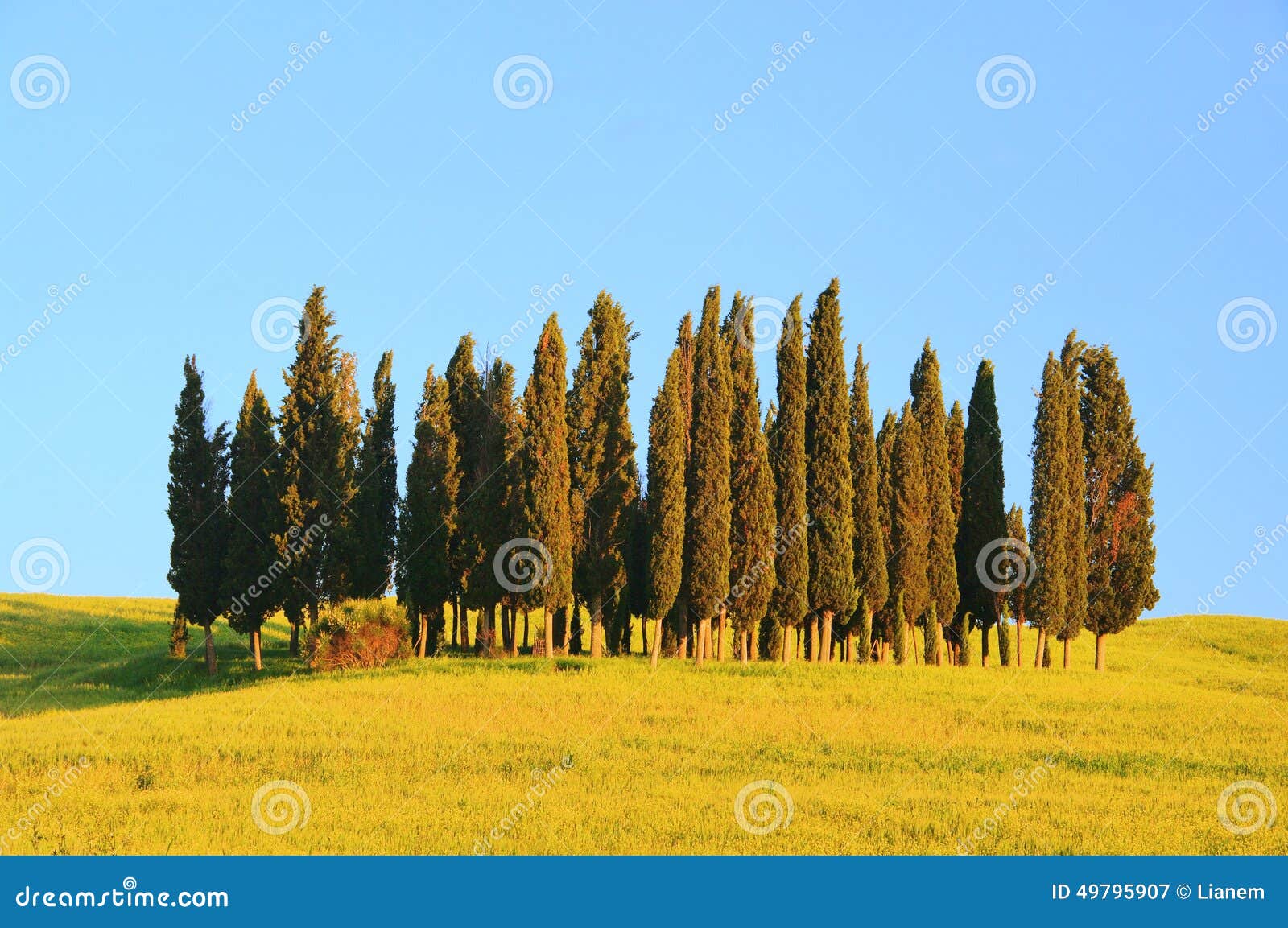 Tuscany forest stock image. Image of nature, italian - 49795907