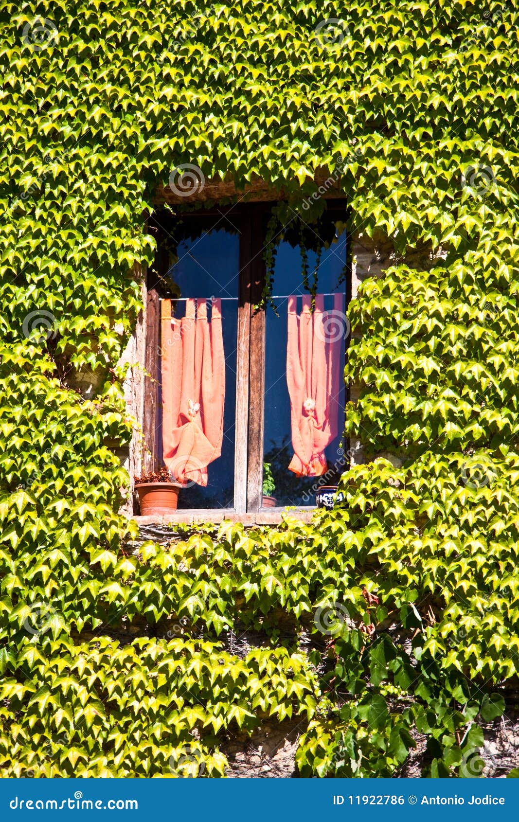 Tuscany, Ivy Surrounding a Window Stock Photo - Image of foliage ...
