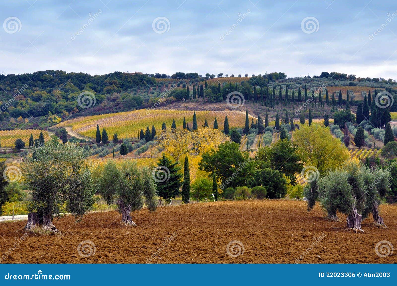 Tuscany landscape - Italy stock photo. Image of cypresses - 22023306