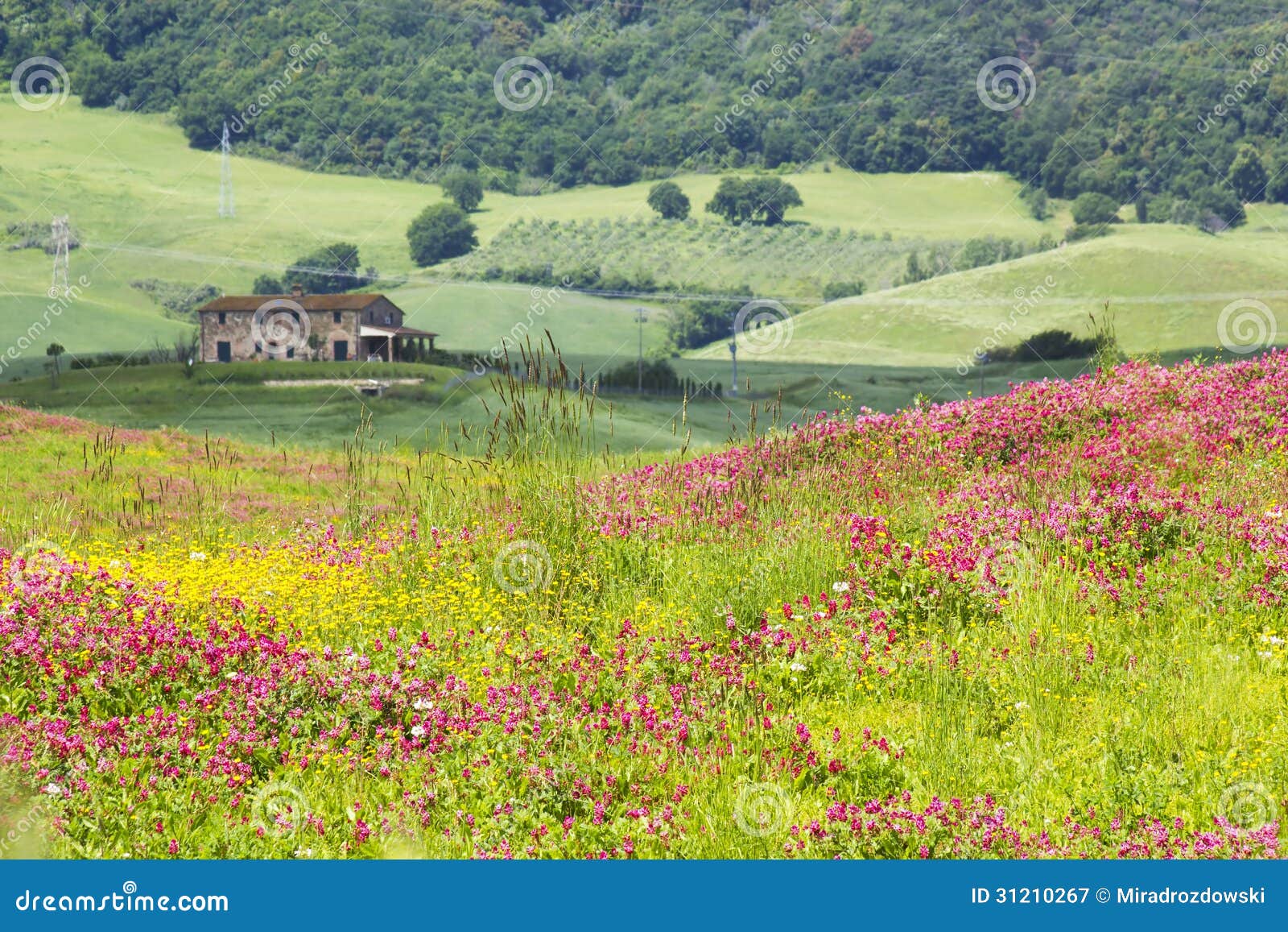 Tuscany landscape stock image. Image of countryside, idyllic - 31210267