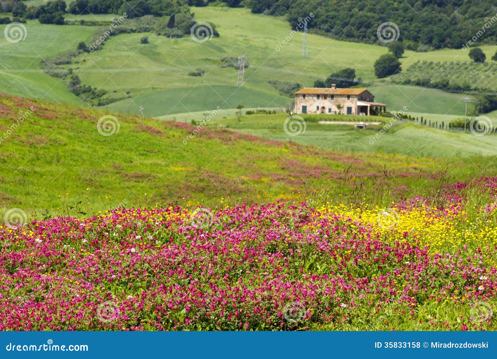 Tuscany - Landscape with Spring Flowers Stock Photo - Image of farm ...