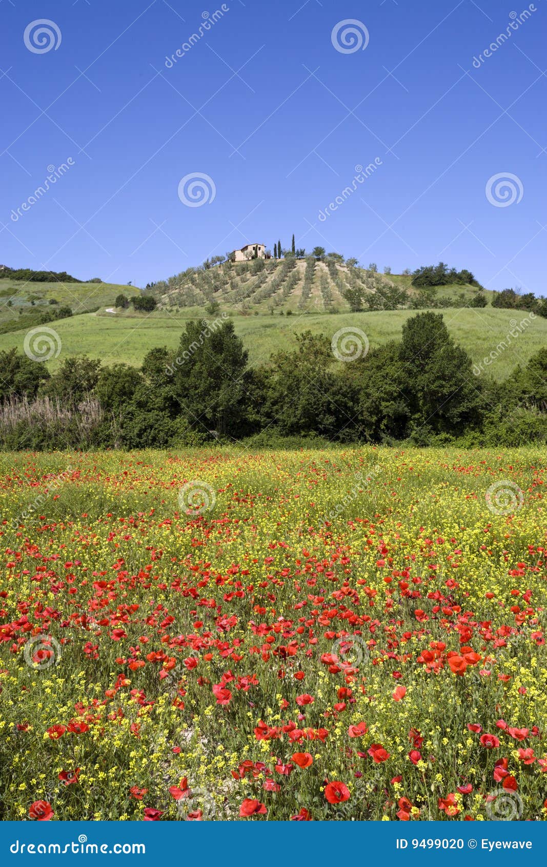 Tuscany Landscape with Vineyard in Spring Stock Photo - Image of spring ...