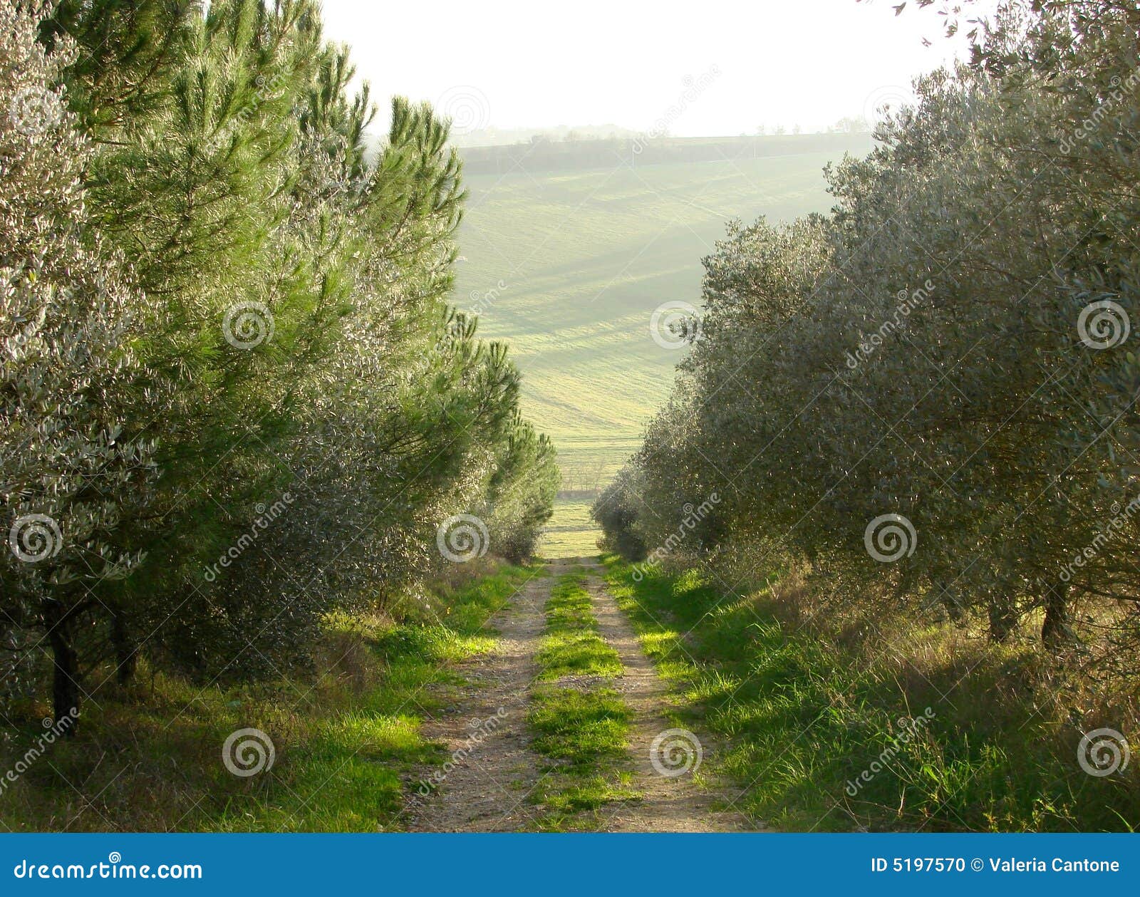 Tuscany, path among trees stock photo. Image of countryside - 5197570