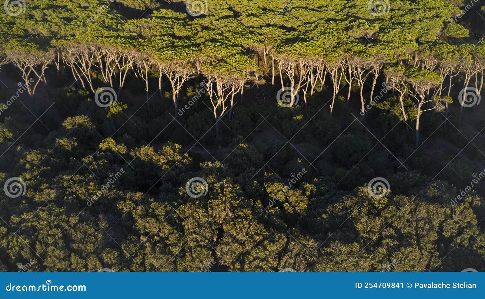 Tuscany Pines Forest Landscape. View from Drone Stock Image - Image of ...