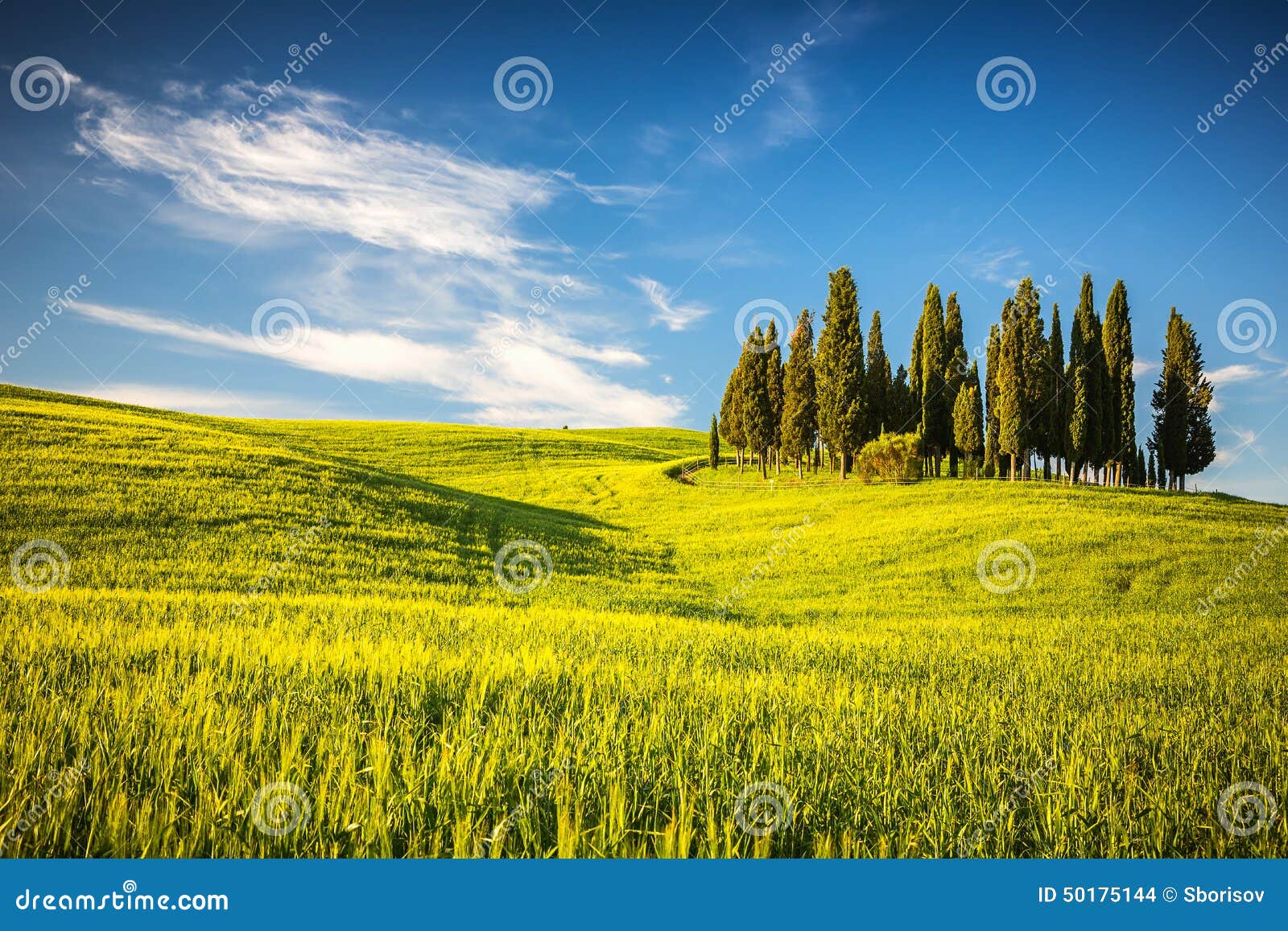Tuscany at spring stock photo. Image of italian, cypress - 50175144