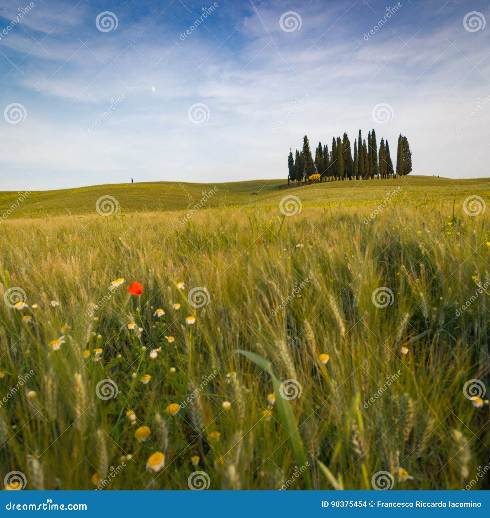 Tuscany, spring landscape stock photo. Image of meadow - 90375454