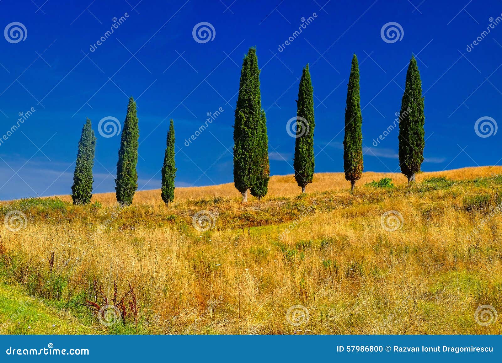 Tuscany Trees Landscape stock photo. Image of landscape - 57986800