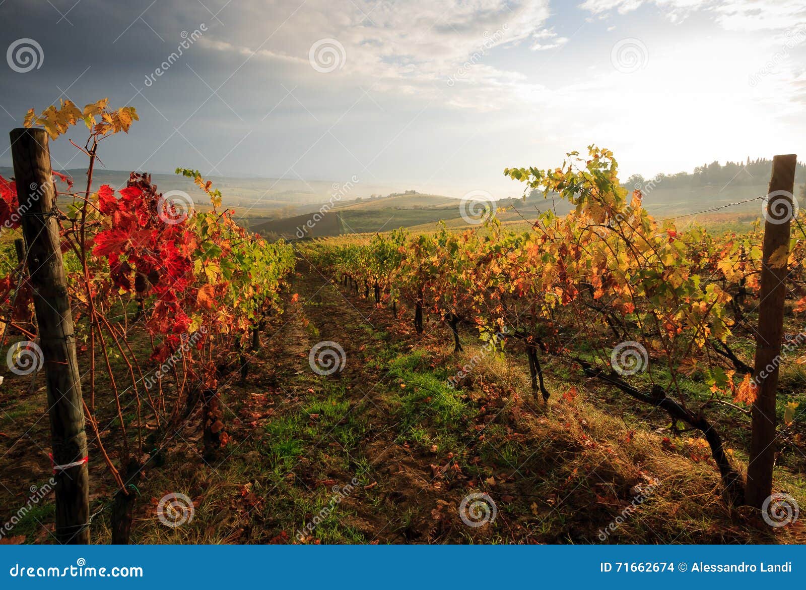 Tuscany vineyard in autumn stock photo. Image of tuscan - 71662674