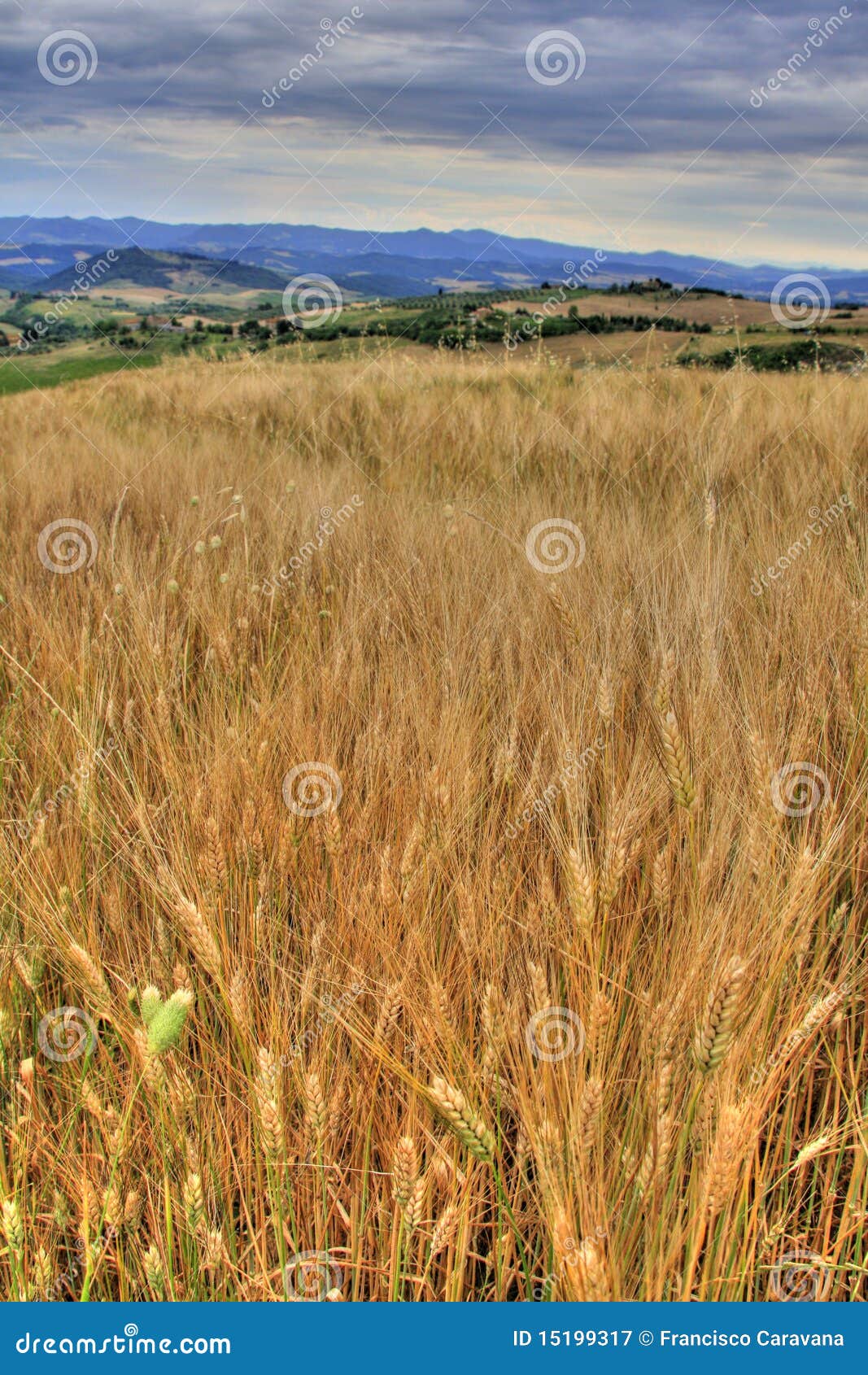 Tuscany wheat field stock image. Image of agriculture - 15199317