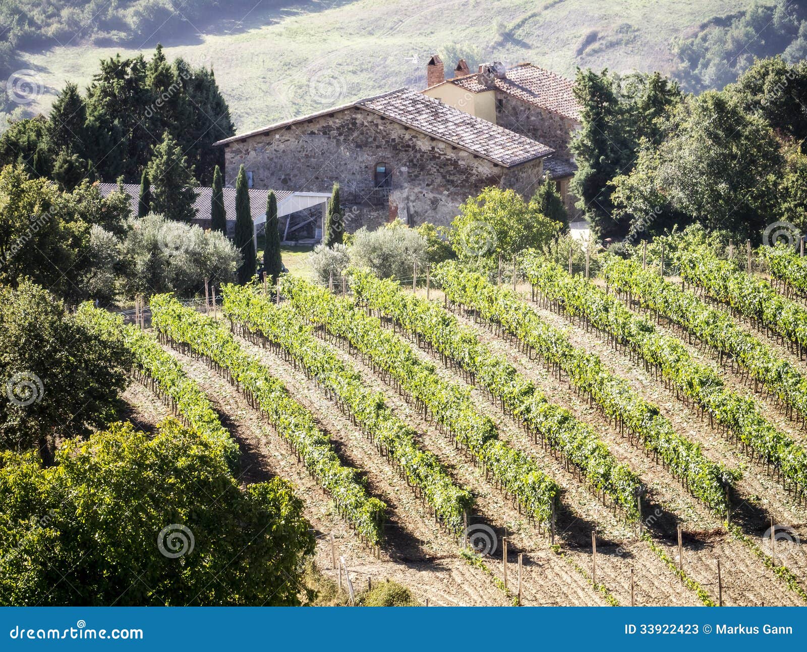 Tuscany wine stock image. Image of cultivated, harvest - 33922423