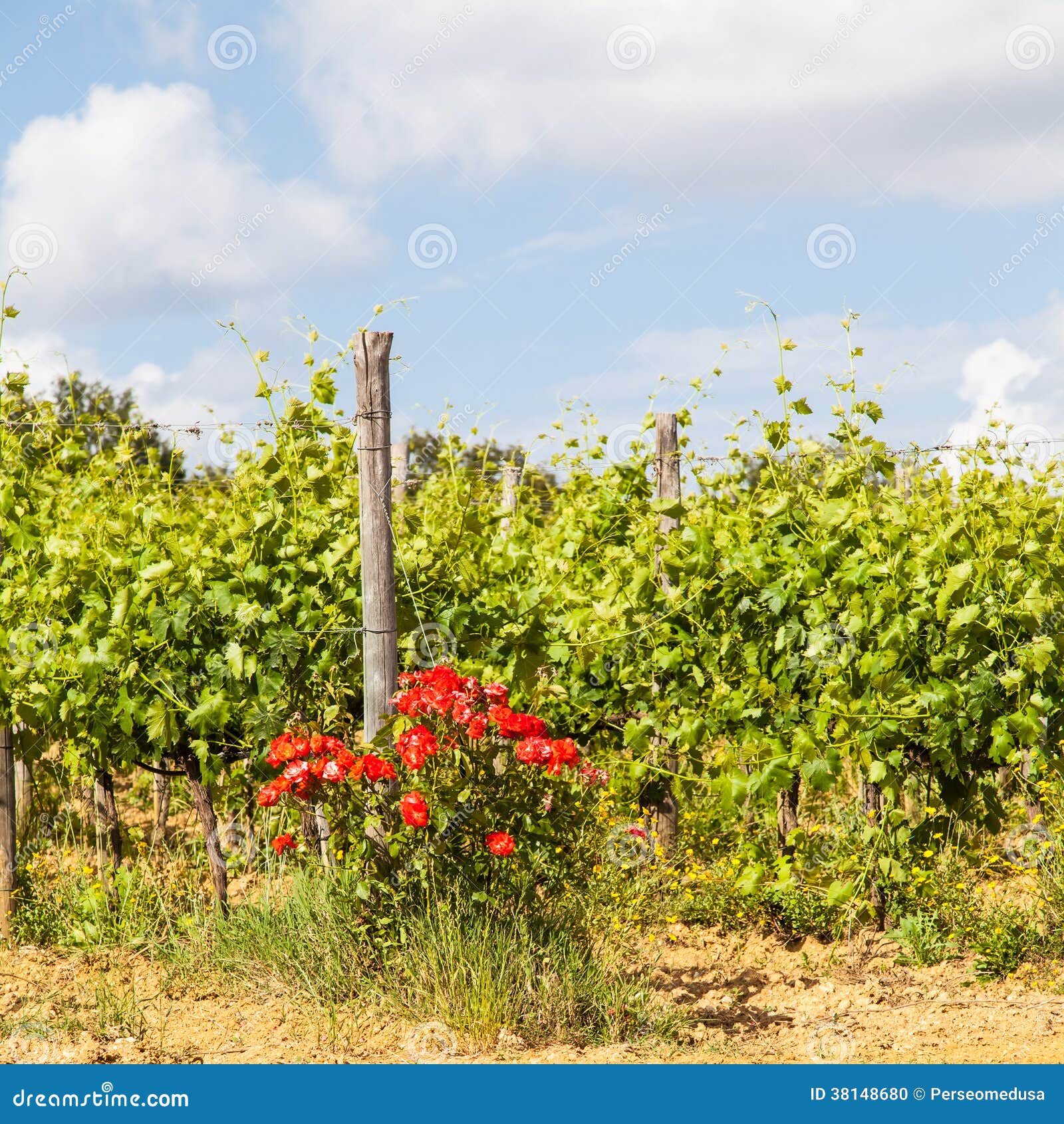 Tuscany Wineyard stock photo. Image of orcia, nature - 38148680