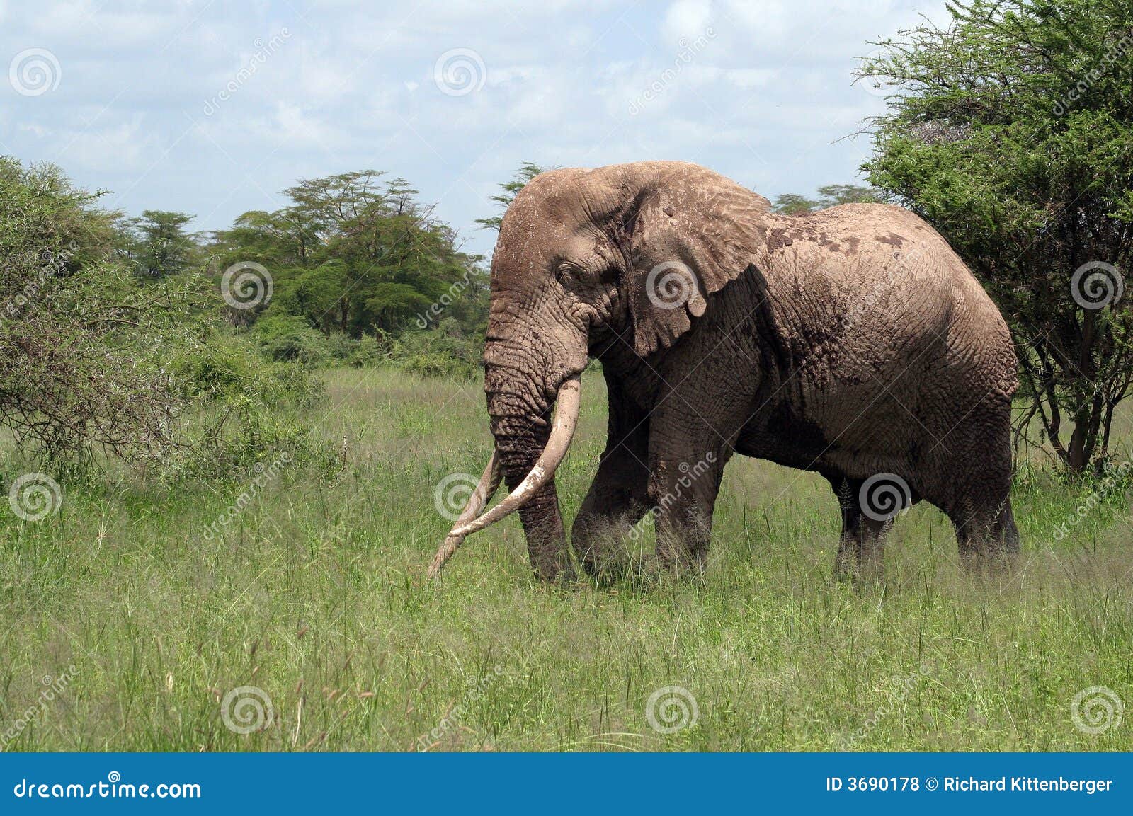 Tusker stock photo. Image of kimana, animal, tusker, african - 3690178