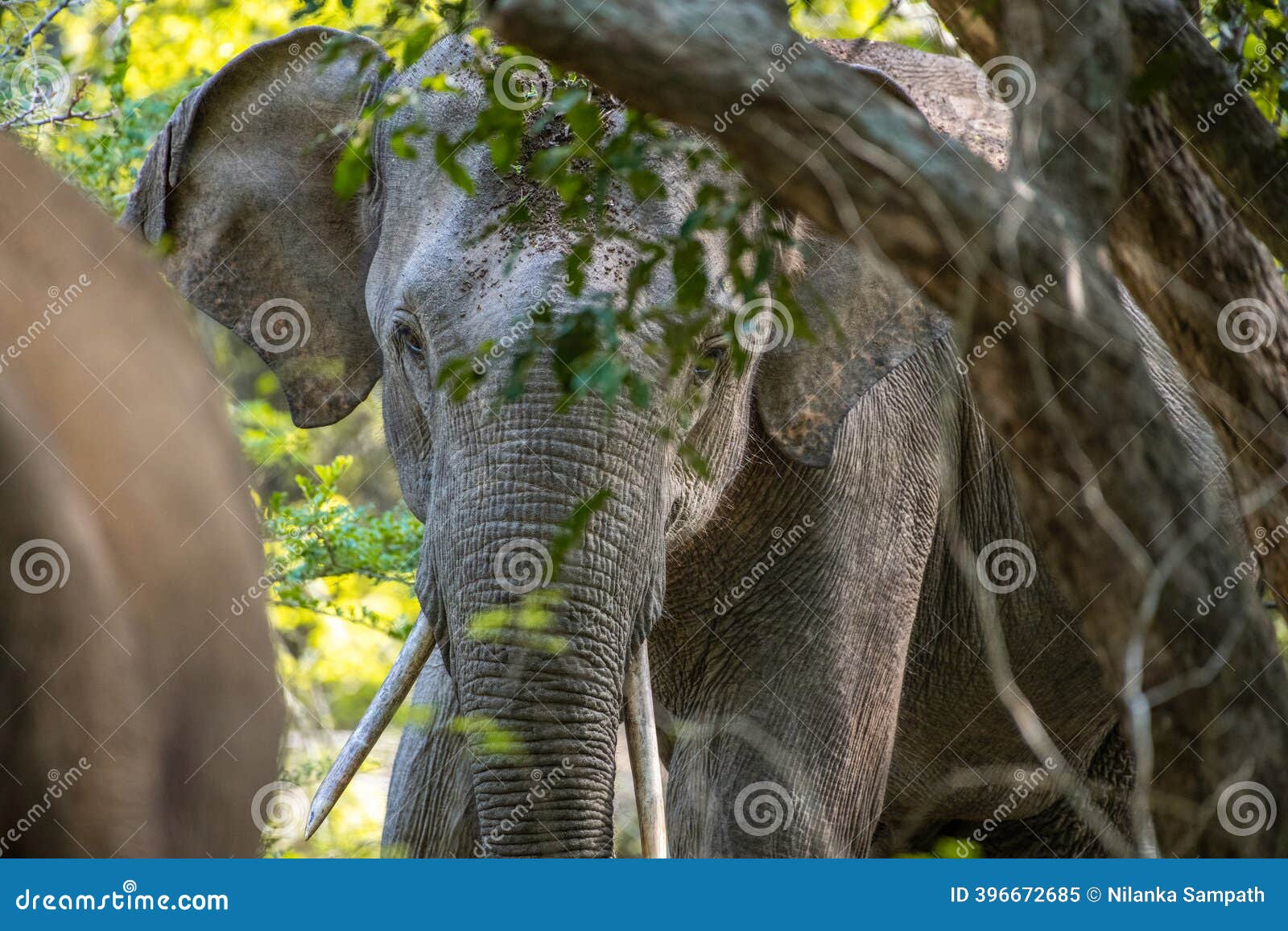 Tusker Elephant Charges At Another Tusker Elephant At Yala Stock Image | CartoonDealer.com ...