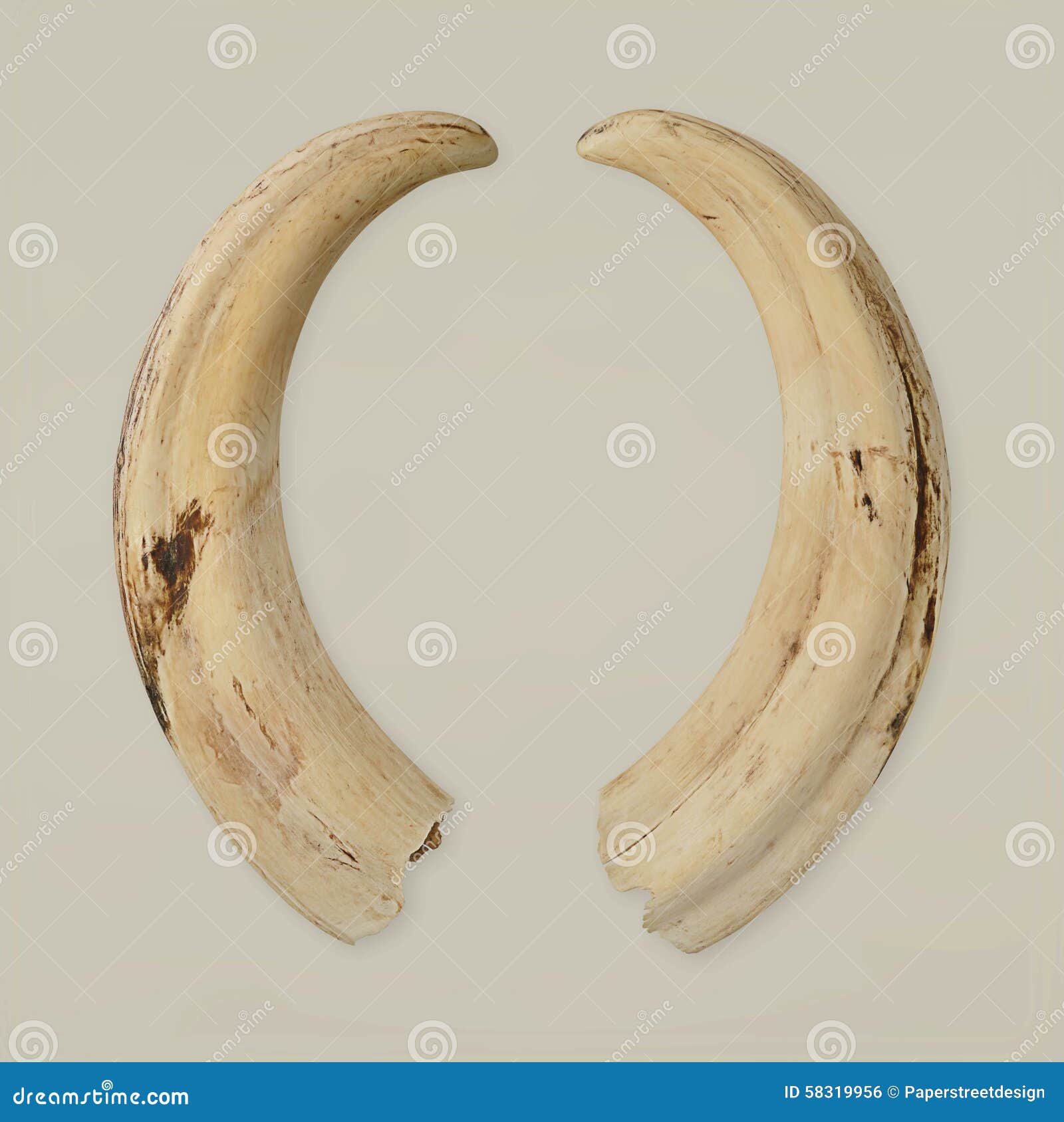 Tusks stock photo. Image of evolution, animal, care, hunting - 58319956