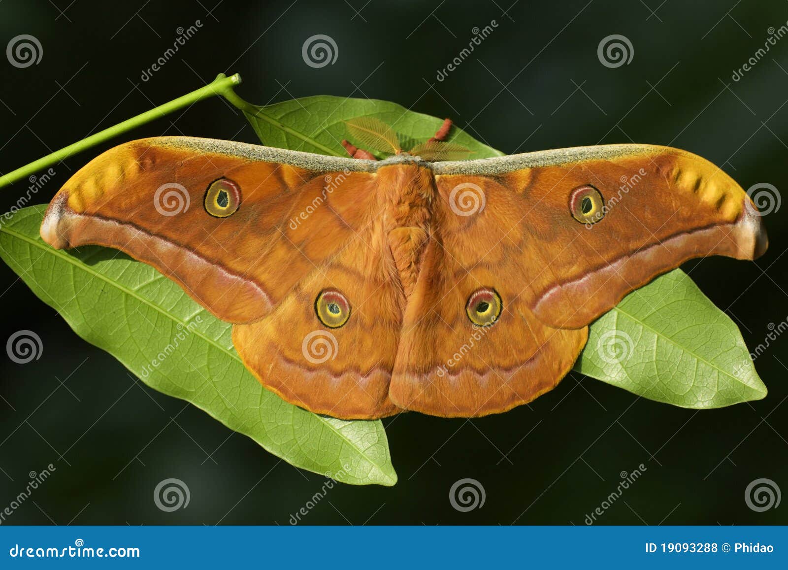 Silk Moth Silkworm Life Cycle Important Stages Royalty-Free Stock Image ...