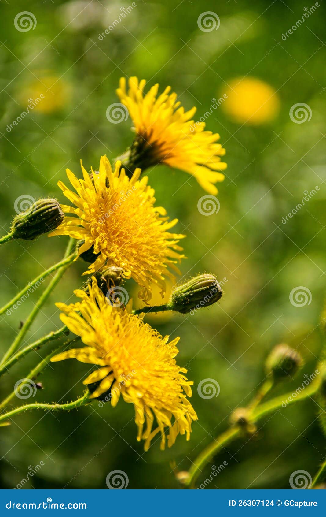 Tussilago stock photo. Image of foalfoot, scene, sunlight - 26307124