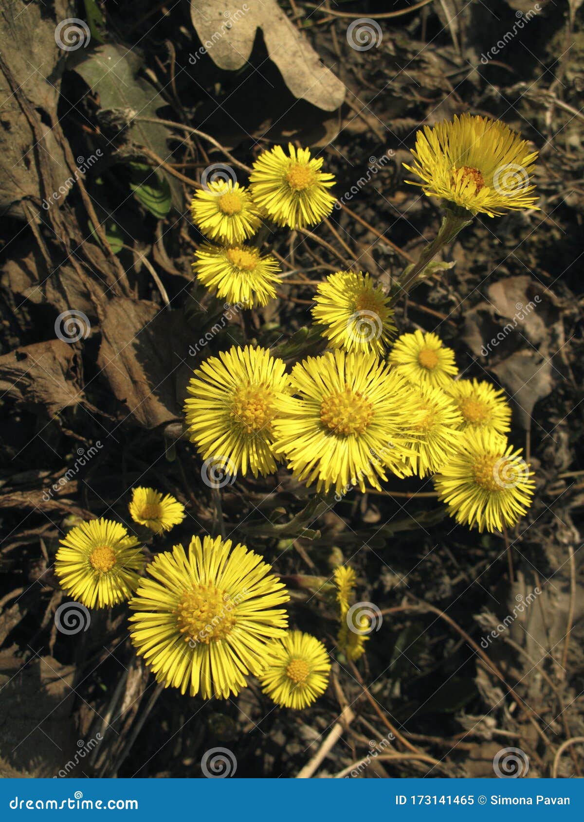 Tussilago farfara in bloom stock image. Image of foot - 173141465