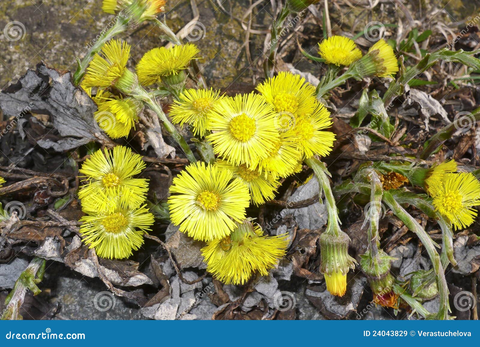 Tussilago Farfara - Coltsfoot Stock Image - Image of lively, closeup ...