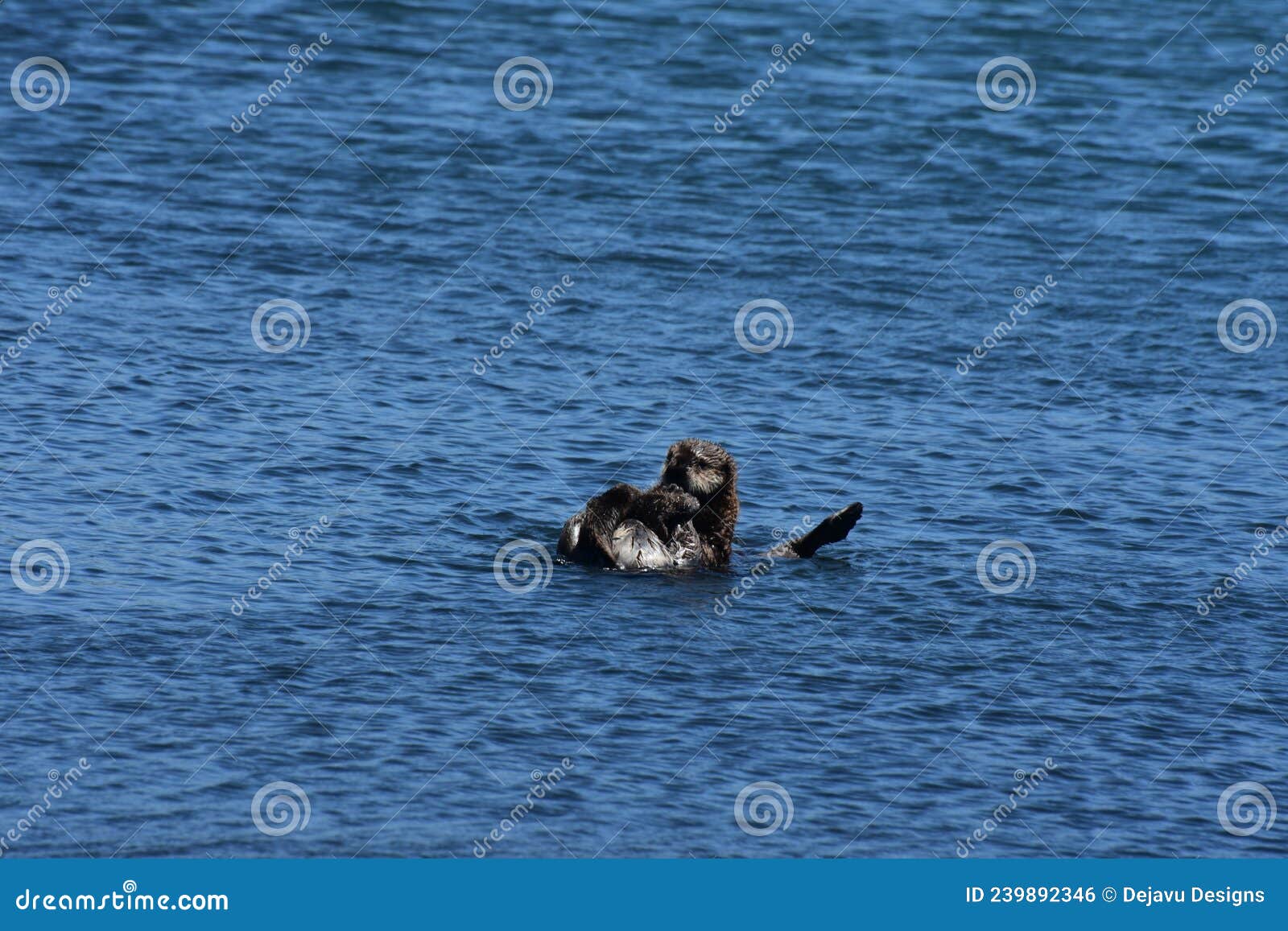 Tussling Sea Otters in the Pacific Ocean Stock Photo - Image of mammal ...