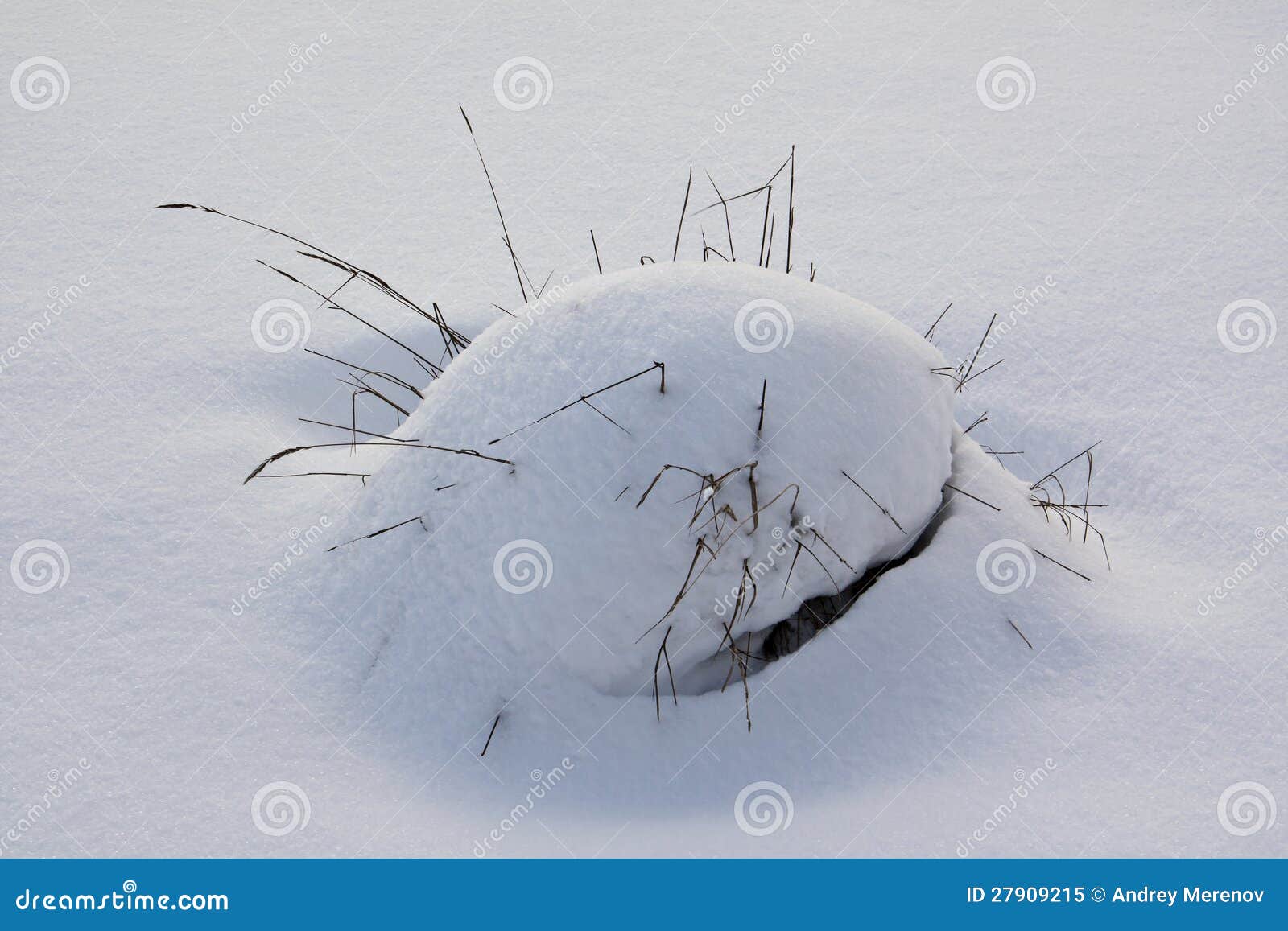 Tussock stock image. Image of grass, plain, winter, tussock - 27909215