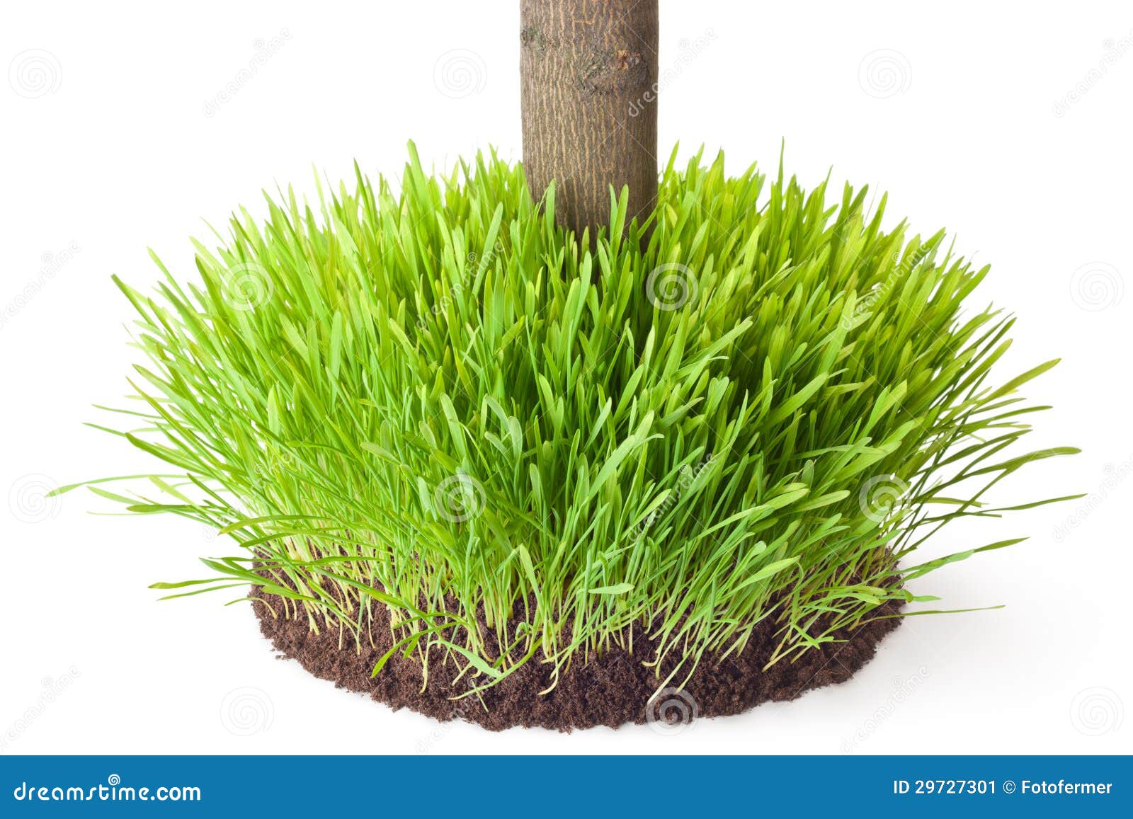 Tussock Grass with a Tree Trunk Stock Image - Image of tussock, lawn ...