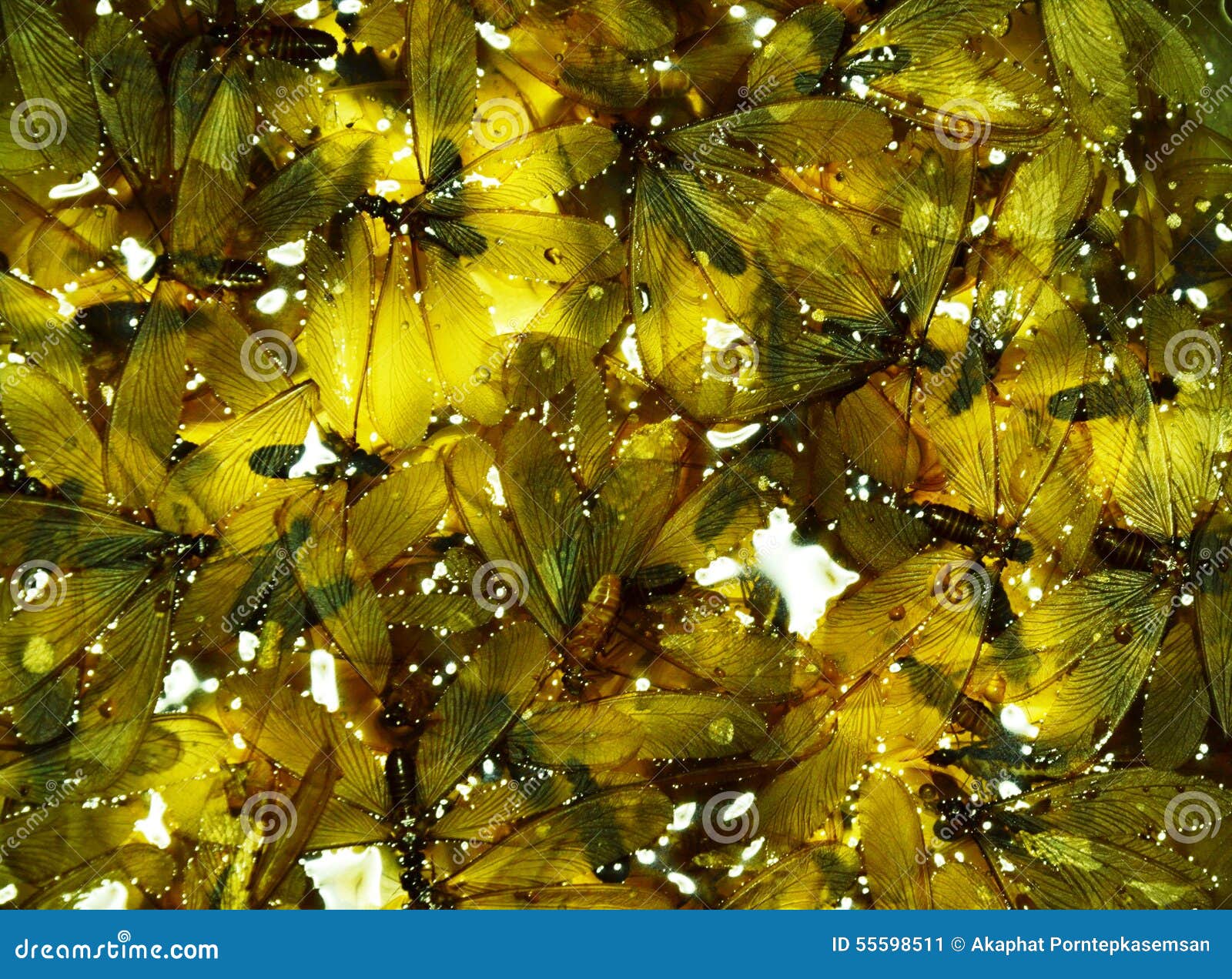 Moth Trap With Captured Common Clothes Moth. Pest Control. Stock ...