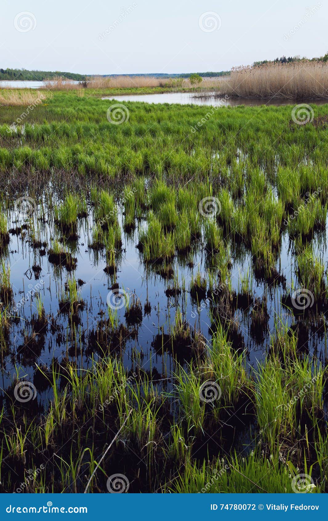 Tussocks of Sedge on River. Evening on the River Stock Photo - Image of ...