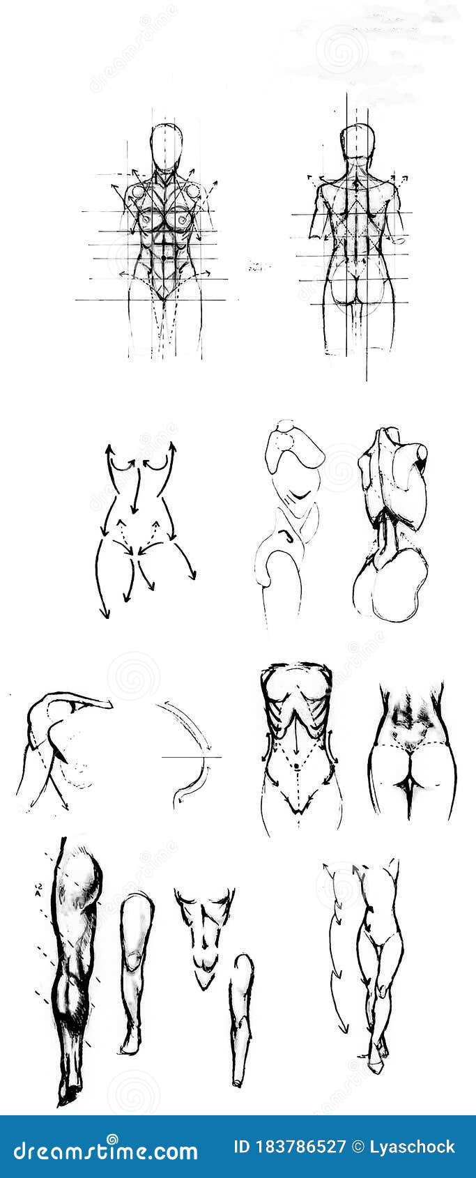 Tutorial of Drawing Female Body. Drawing the Human Body, Step by Step ...