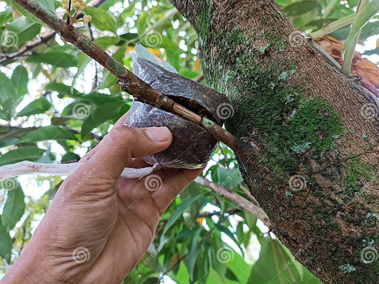 Tutorial on How To Graft, Vegetative Propagation of Plants Stock Photo ...