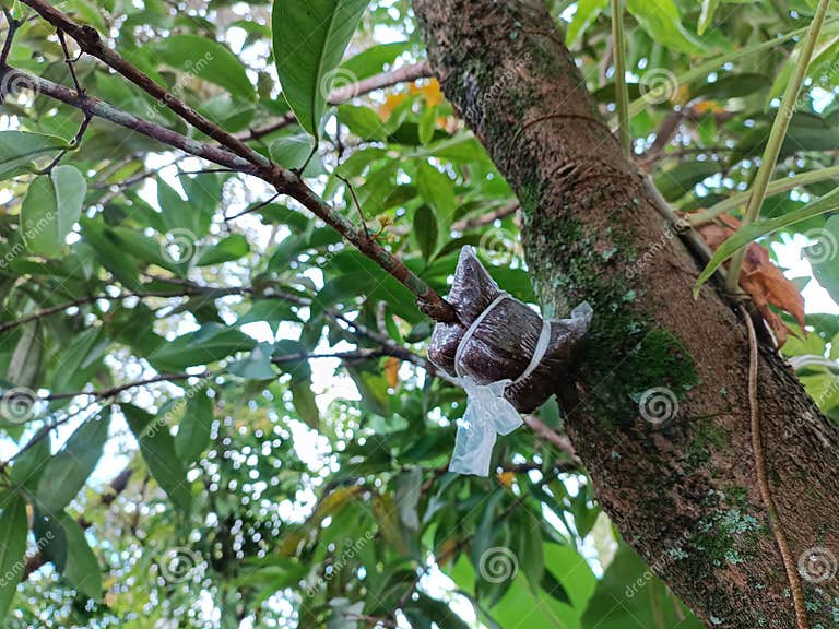 Tutorial on How To Graft, Vegetative Propagation of Plants Stock Image ...