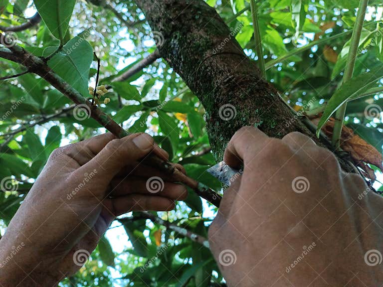 Tutorial on How To Graft, Vegetative Propagation of Plants Stock Photo ...
