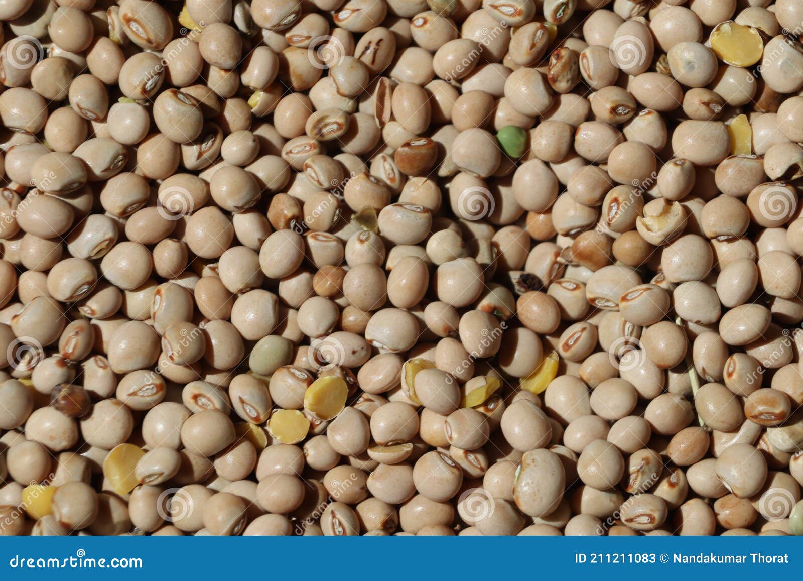 Tuwar Seeds Stock Photos - Free & Royalty-Free Stock Photos from Dreamstime