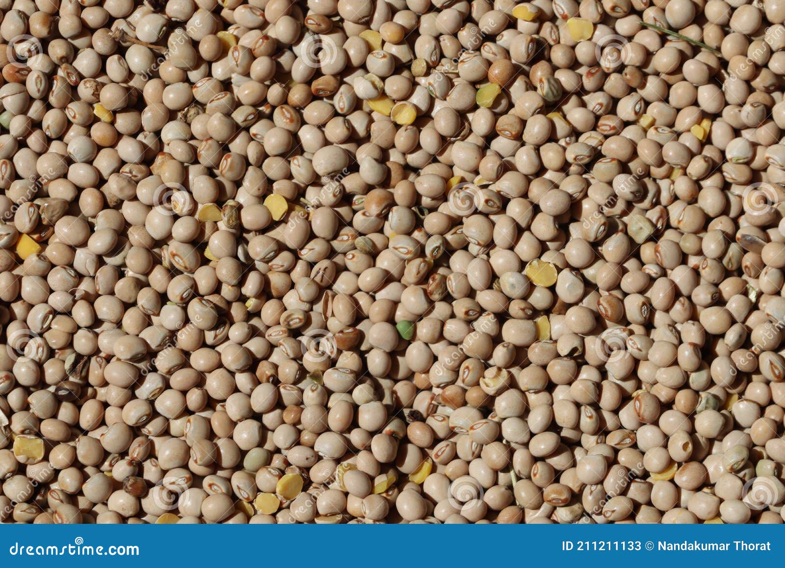 These are the tuwar seeds stock image. Image of produce - 211211133