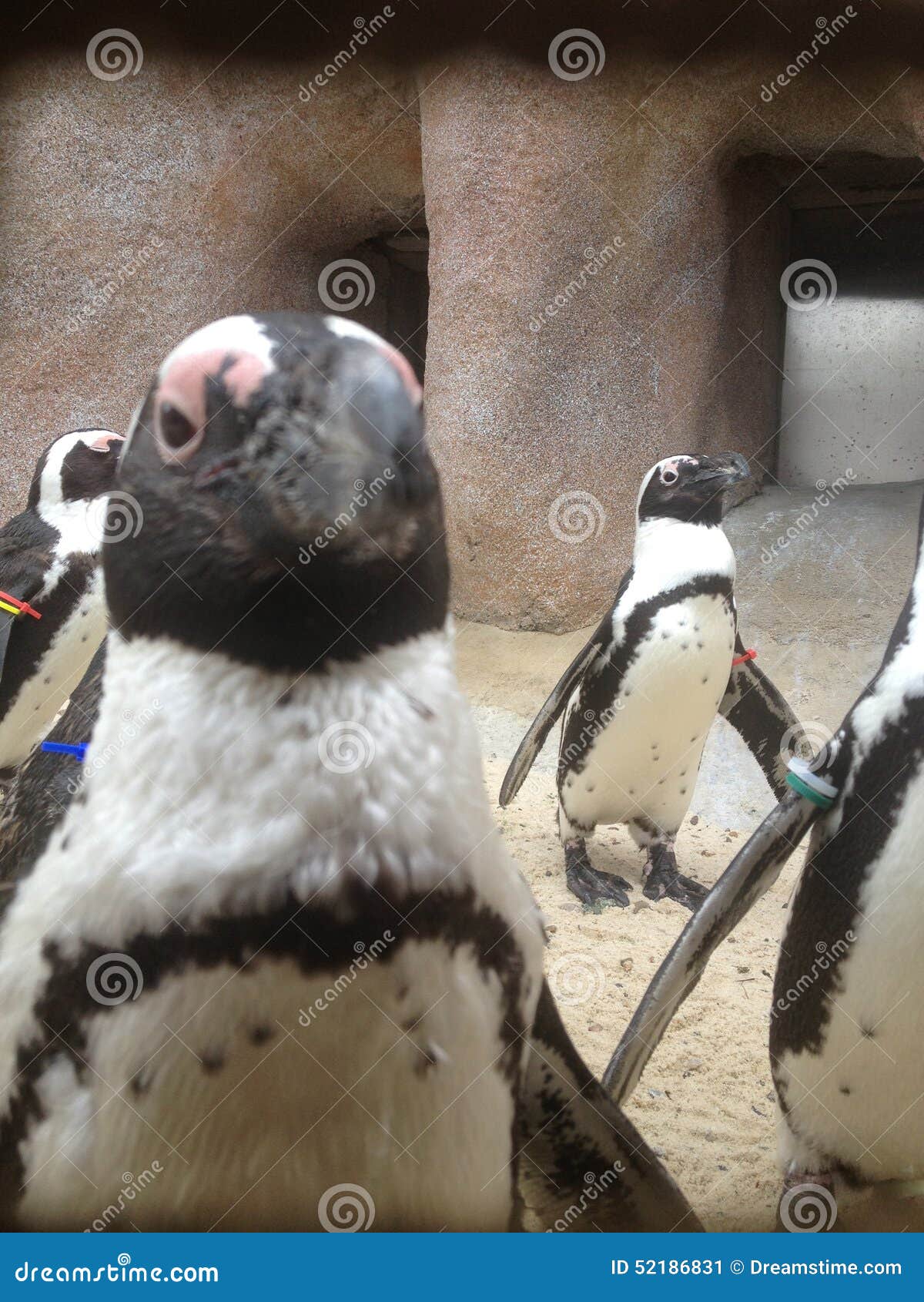 Tuxedo bird stock image. Image of penguin, animals, bird - 52186831