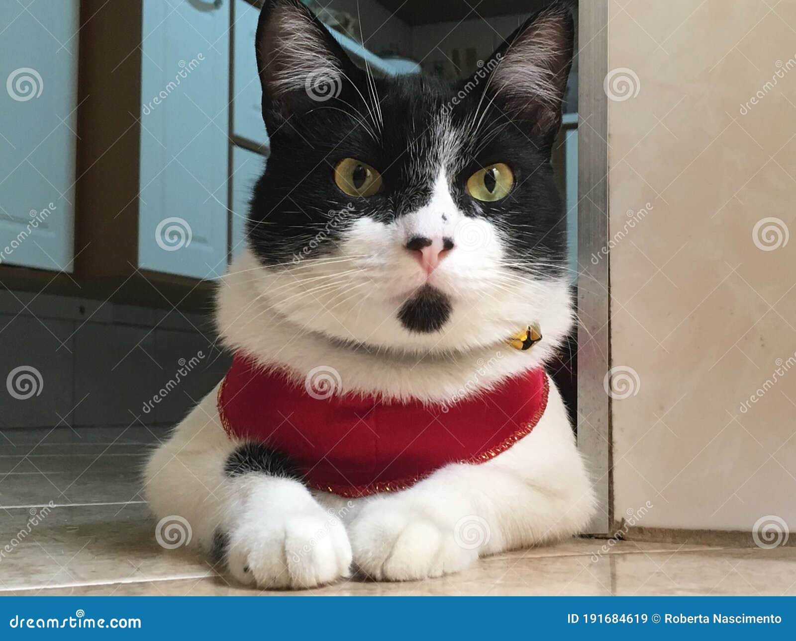 Stylish Cat stock image. Image of tuxedo, goatee, stylish - 191684619