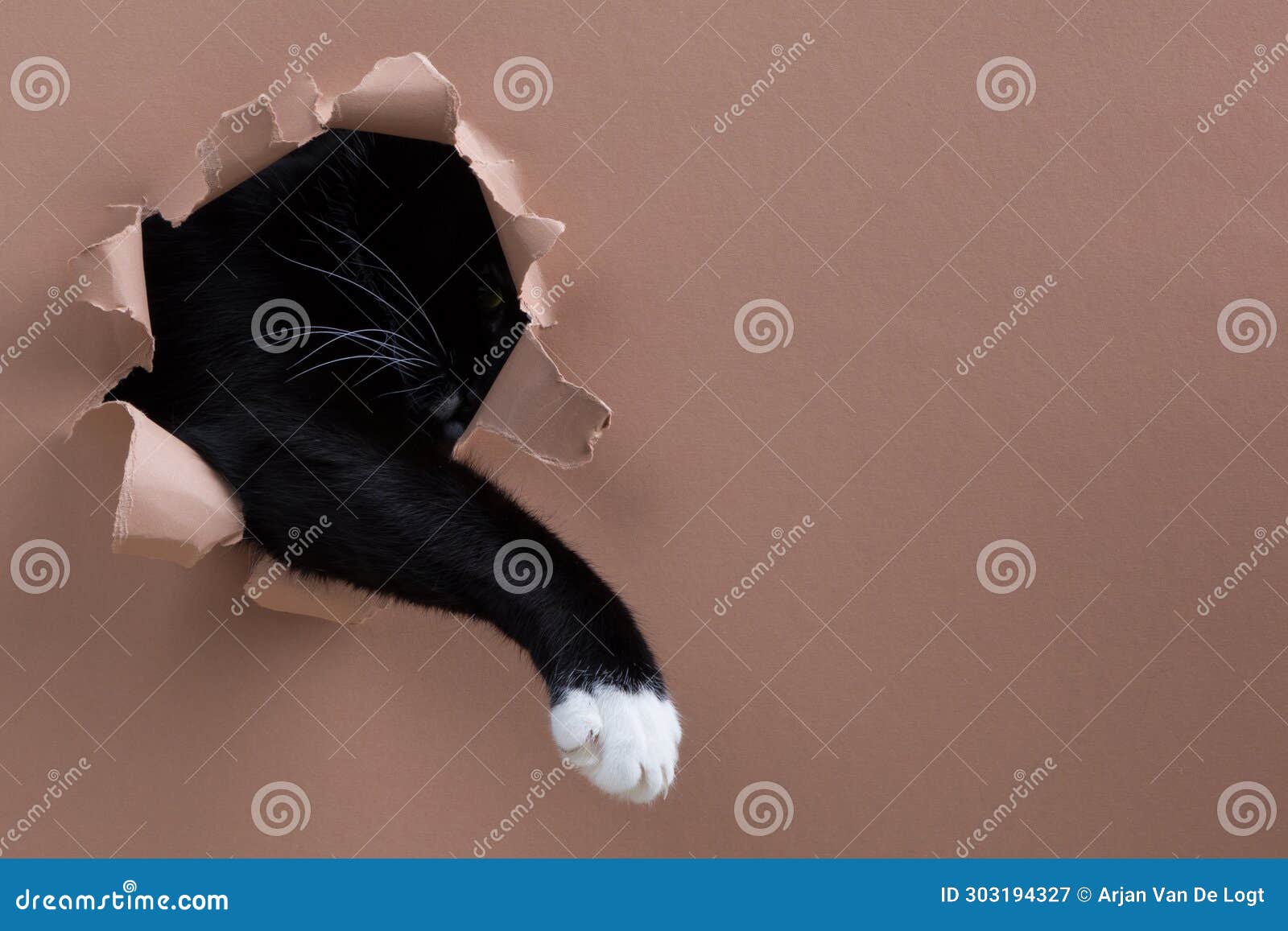 A Tuxedo Cat Sticks it S Paw through a Shredded Hole Stock Image ... A Tuxedo Cat Sticks it S Paw through a Shredded Hole Stock Image ...
