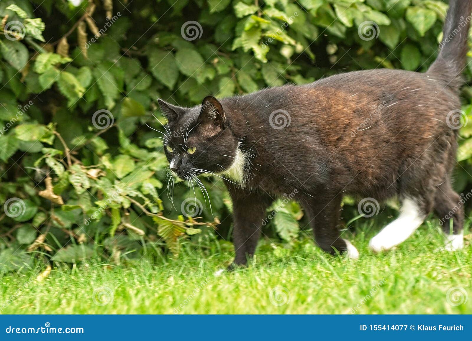 Tuxedo Cat Walking Along a Hedge in the Garden Stock Image - Image of ...