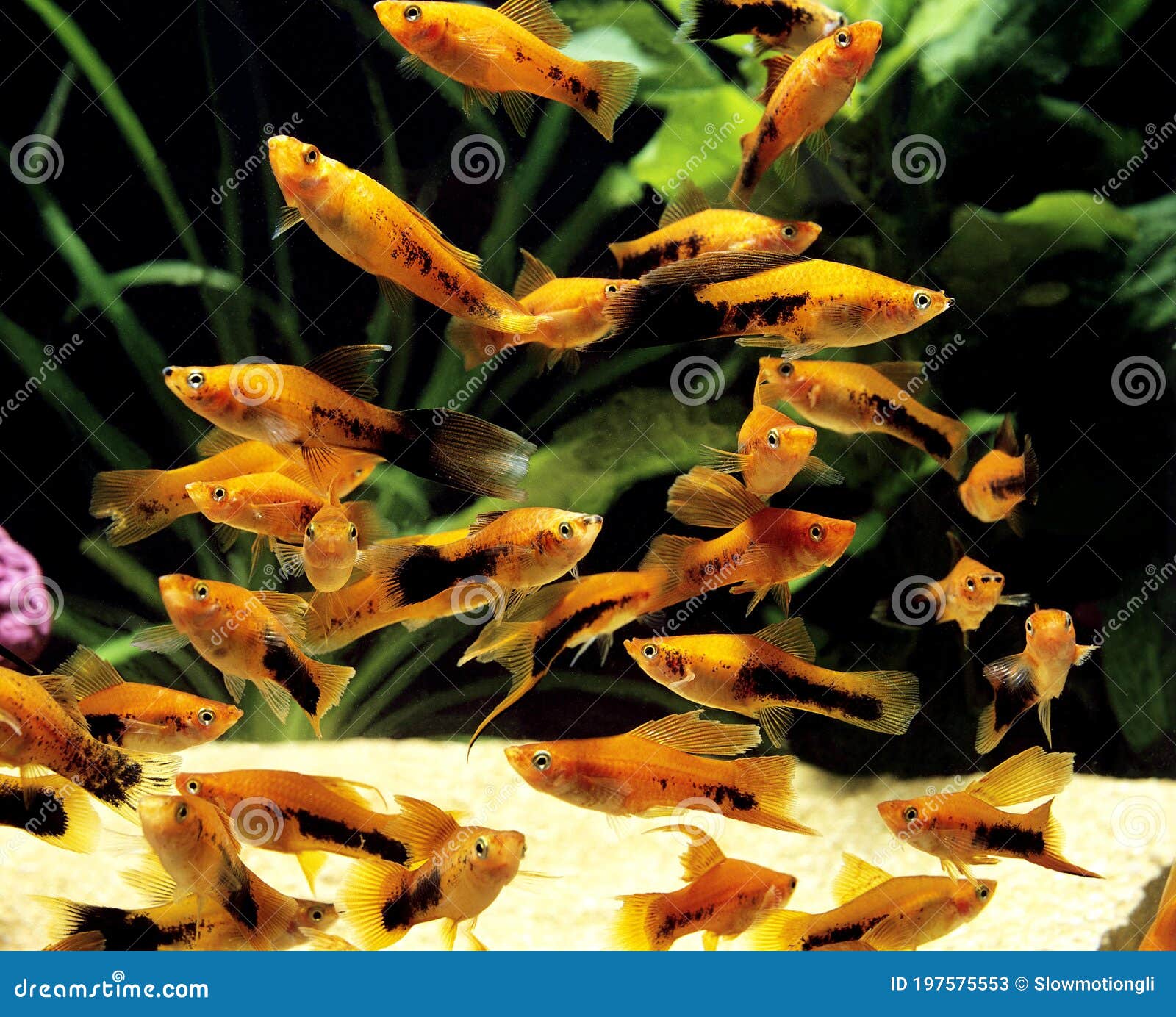 Tuxedo Swordtail Fish, Xiphophorus Helleri Tuxedo Stock Image - Image ...