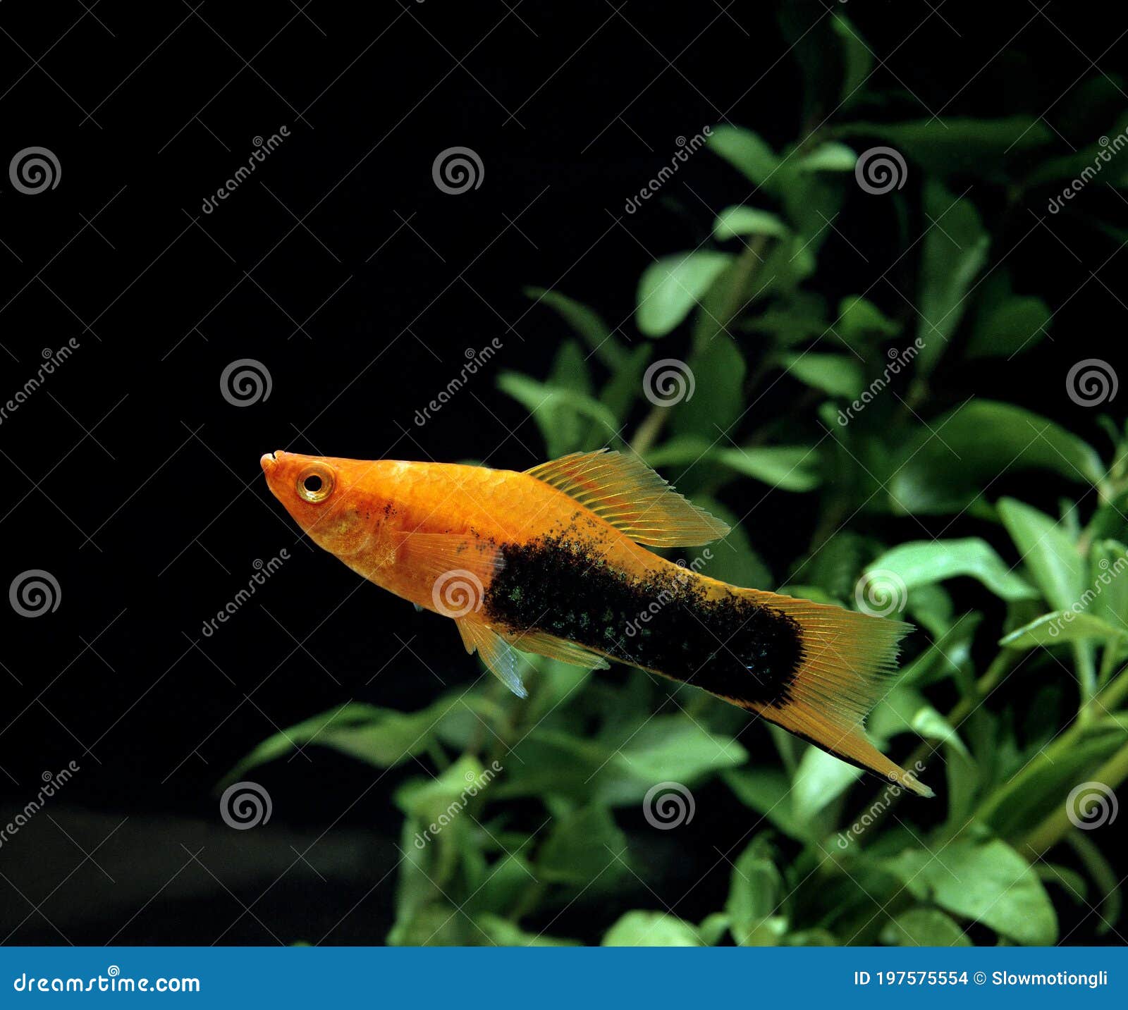 Tuxedo Swordtail Fish, Xiphophorus Helleri Tuxedo Stock Photo - Image ...